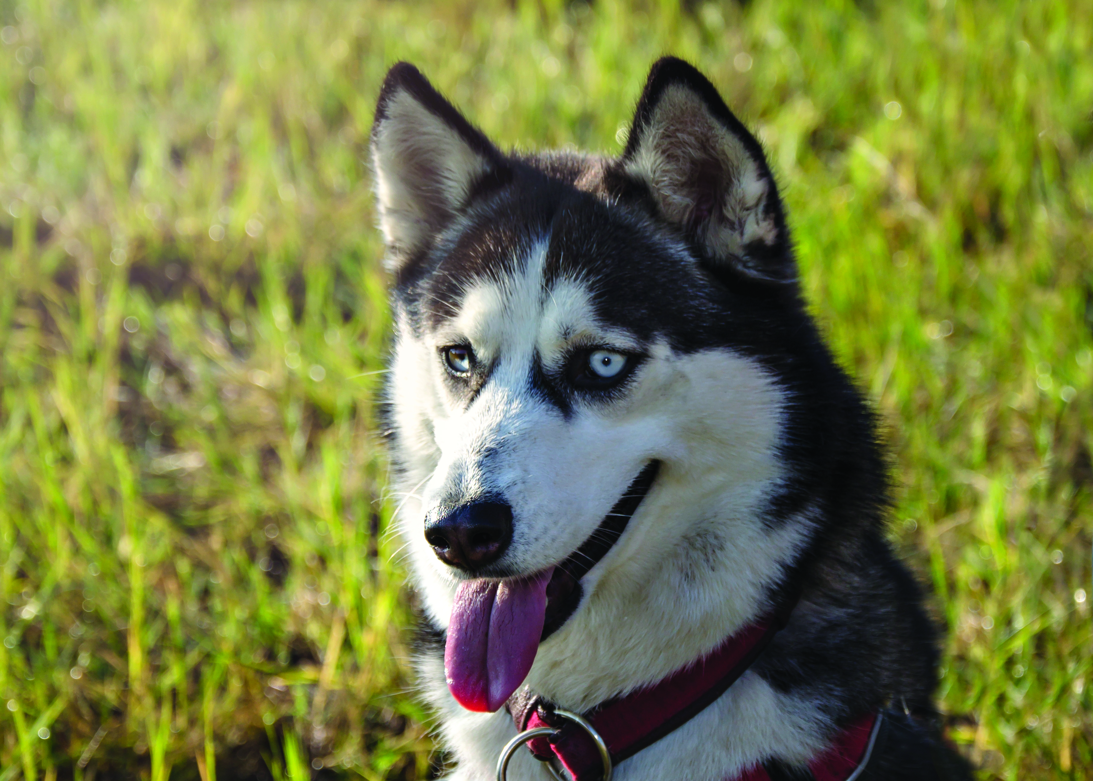 Healing Huskies, Helping Humanity – A unique and innovative Husky ...